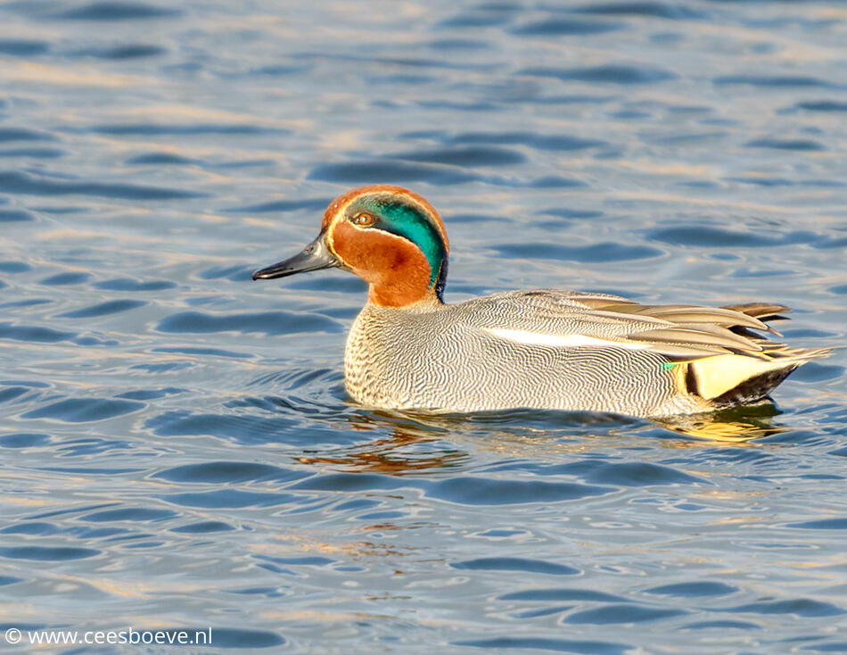 Wintertaling – Wildlife, Natuurfotografie en Reisfotografie